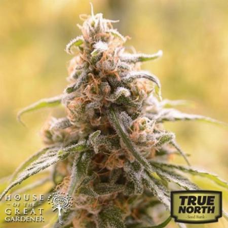 Afghani CBD seeds for sale - 17 offers to buy Afghani CBD seeds online
