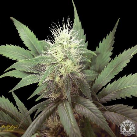Alaskan Ice seeds for sale - 19 offers to buy Alaskan Ice seeds online