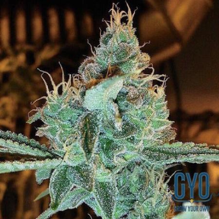 Aloha Grape Stomper seeds for sale - 26 offers to buy Aloha Grape ...