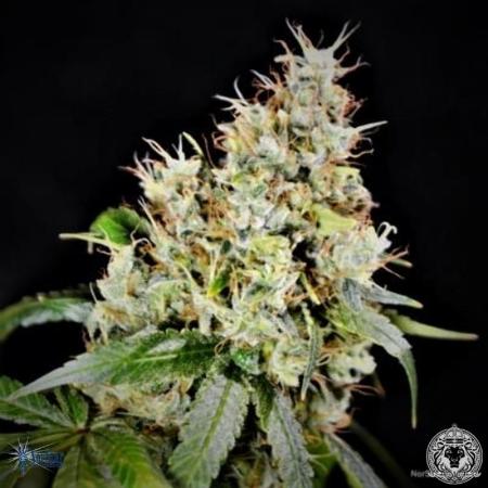 Amnesia OG seeds for sale - 64 offers to buy Amnesia OG seeds online