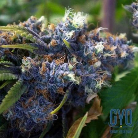 Azure Haze Reviews & Ratings - Read reviews on Azure Haze cannabis ...