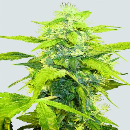 Bubblelicious seeds for sale - 121 offers to buy Bubblelicious seeds online