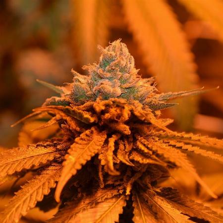 Candyland seeds for sale - 49 offers to buy Candyland seeds online