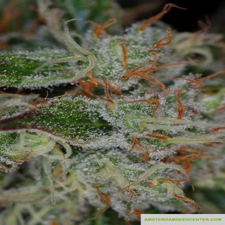 Chernobyl seeds for sale - 32 offers to buy Chernobyl seeds online