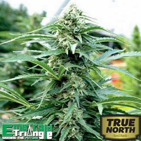 Cherry OG seeds for sale - 86 offers to buy Cherry OG seeds online