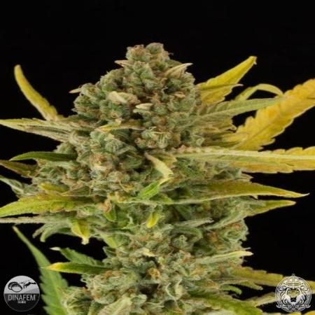 Critical Cheese seeds for sale - 64 offers to buy Critical Cheese seeds ...