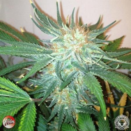 God Bud seeds for sale - 17 offers to buy God Bud seeds online