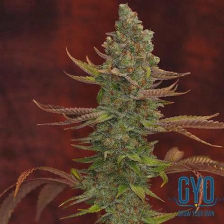 Goji OG seeds for sale - 34 offers to buy Goji OG seeds online