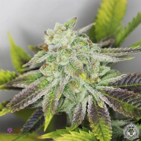 Grape Stomper seeds for sale - 15 offers to buy Grape Stomper seeds online