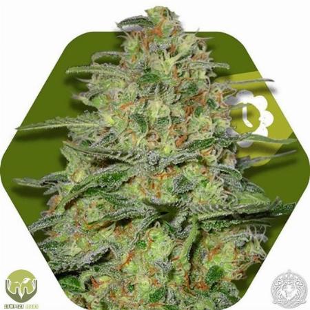Green Monster seeds for sale - 6 offers to buy Green Monster seeds online