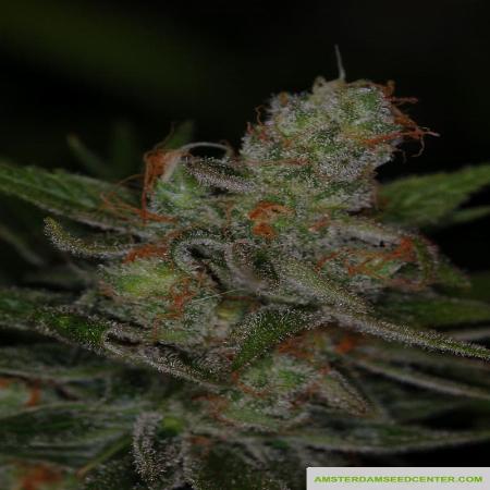 Jesus OG seeds for sale - 32 offers to buy Jesus OG seeds online