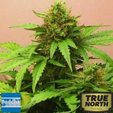 Red Dwarf seeds for sale - 42 offers to buy Red Dwarf seeds online