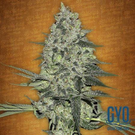 Rhino Ryder seeds for sale - 27 offers to buy Rhino Ryder seeds online
