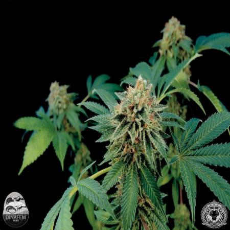 Shark Attack seeds for sale - 39 offers to buy Shark Attack seeds online