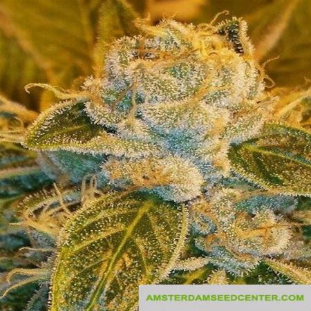 Sour Ripper seeds for sale - 22 offers to buy Sour Ripper seeds online