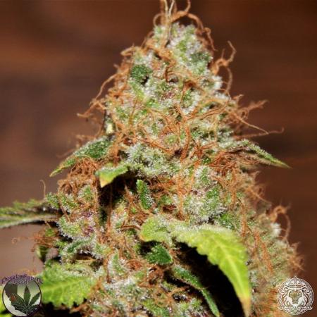 Zkittlez Reviews & Ratings - Read reviews on Zkittlez cannabis seeds online